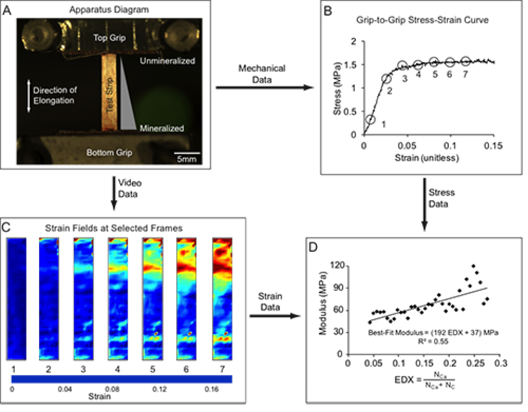 Development of Biomimetic Regenerative Medicine Strategies | Columbia ...
