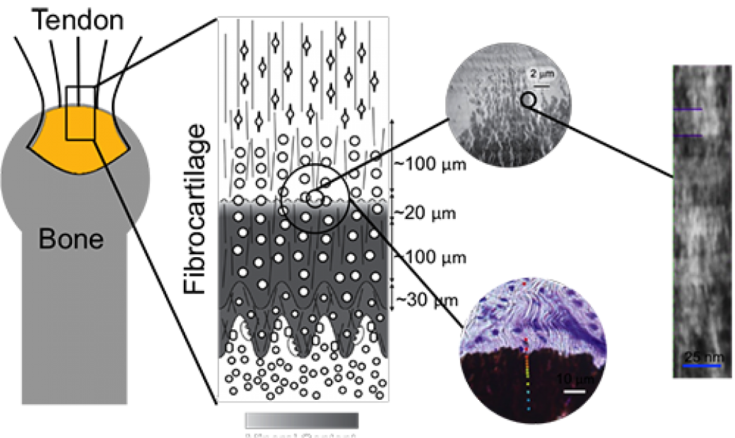 Structure-Function Relationships: Defining the Design Criteria ...