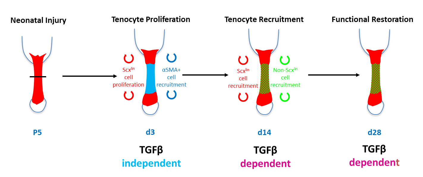 Identifying Signaling Pathways Driving Tendon Regeneration and Scar ...
